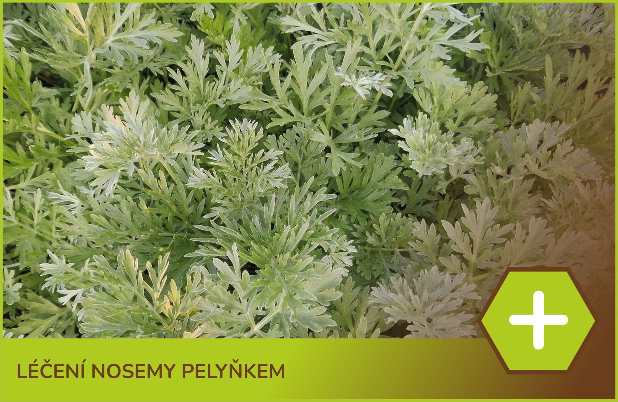 Léčení nosemy pelyňkem - Nástavky